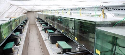 Erweiterung__Wachstum bei NK Tropical Fish