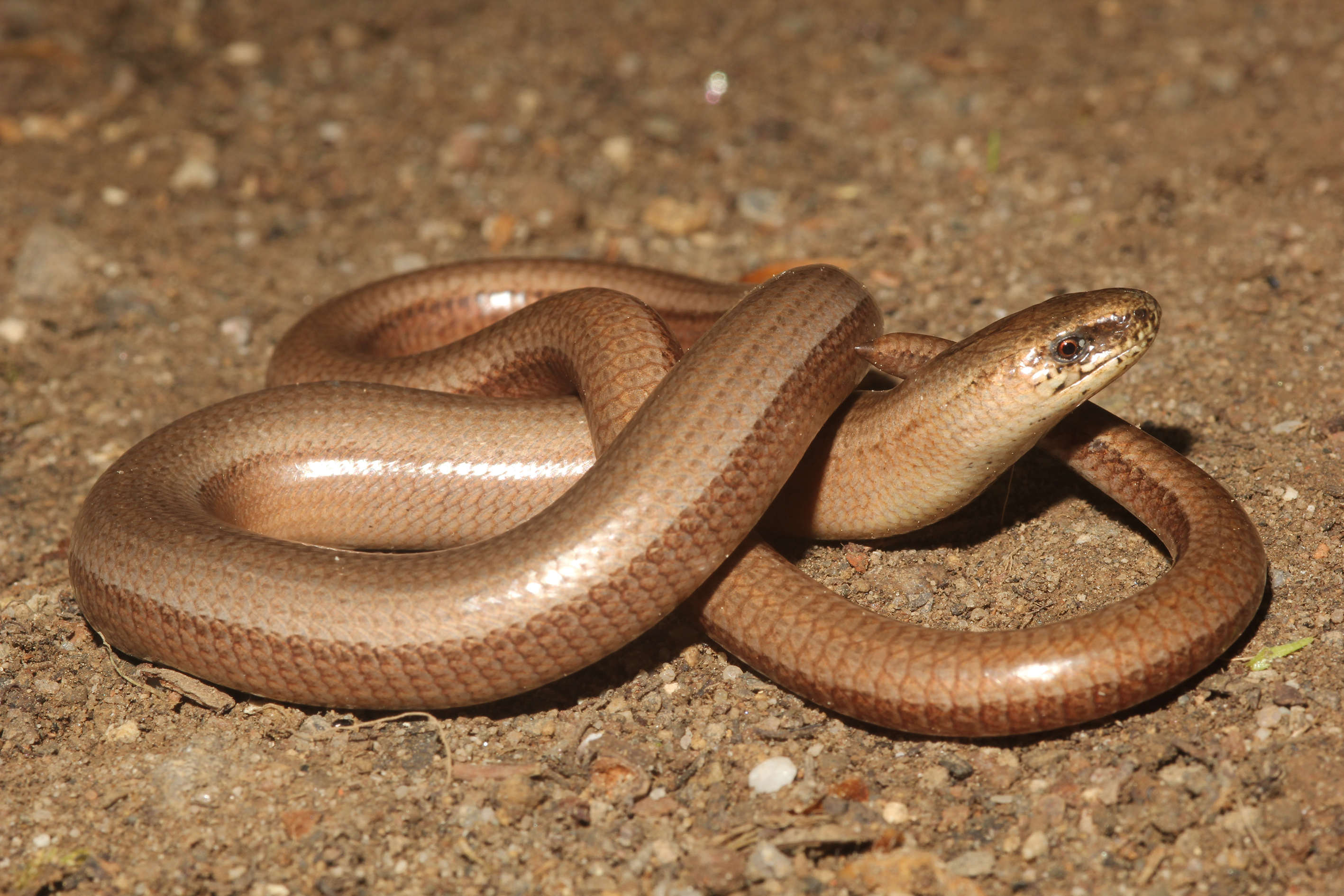 DGHT__Blindschleiche ist Reptil des Jahres 2017