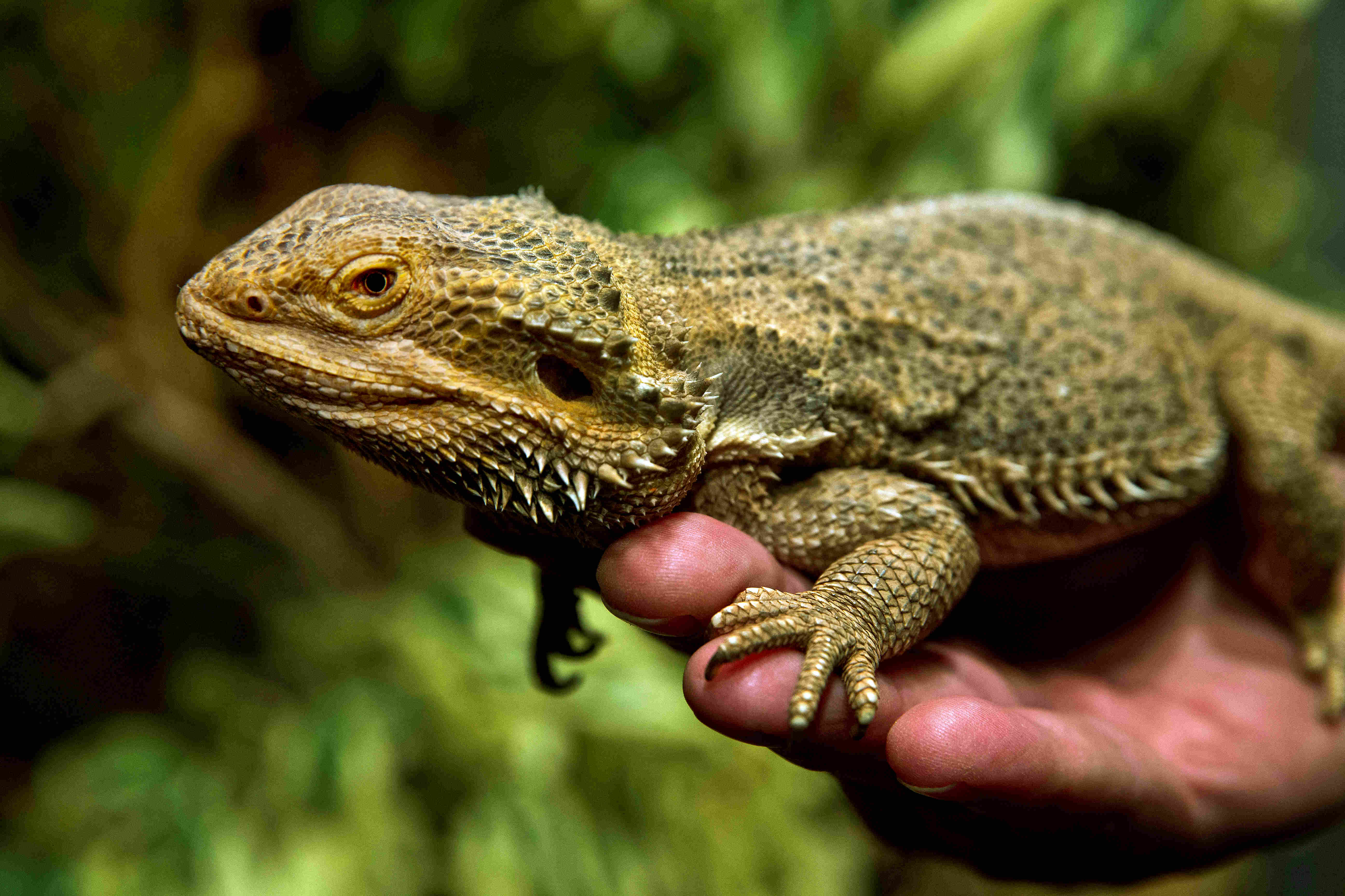 Animal Stuttgart__ Vom Dschungel in die Wüste