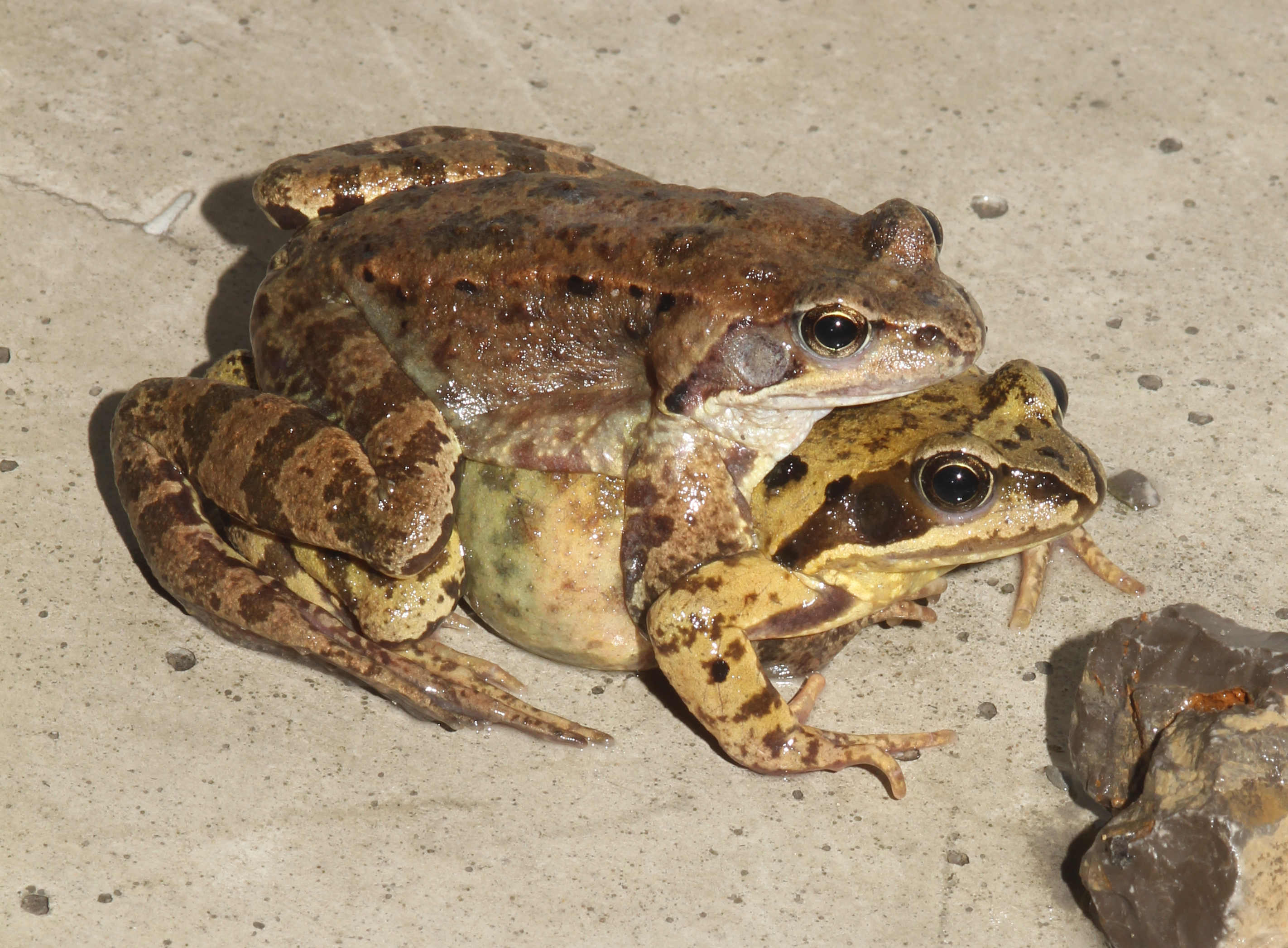 DGHT__Grasfrosch ist Lurch des Jahres 2018