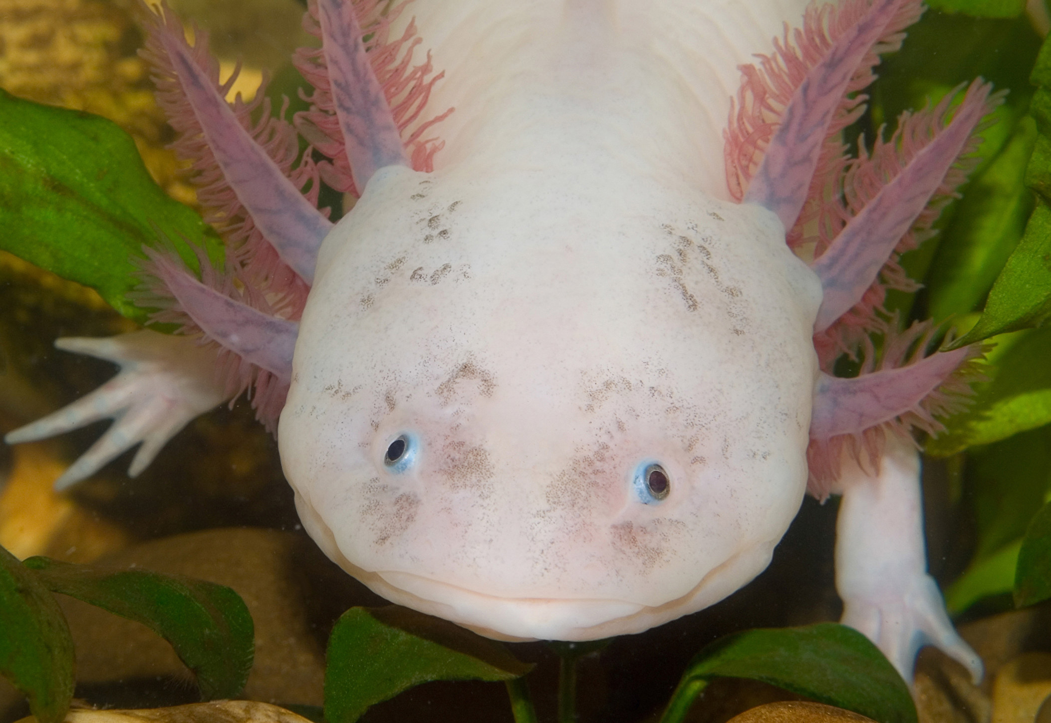 Salamander__EU verlängert Schutzmaßnahmen