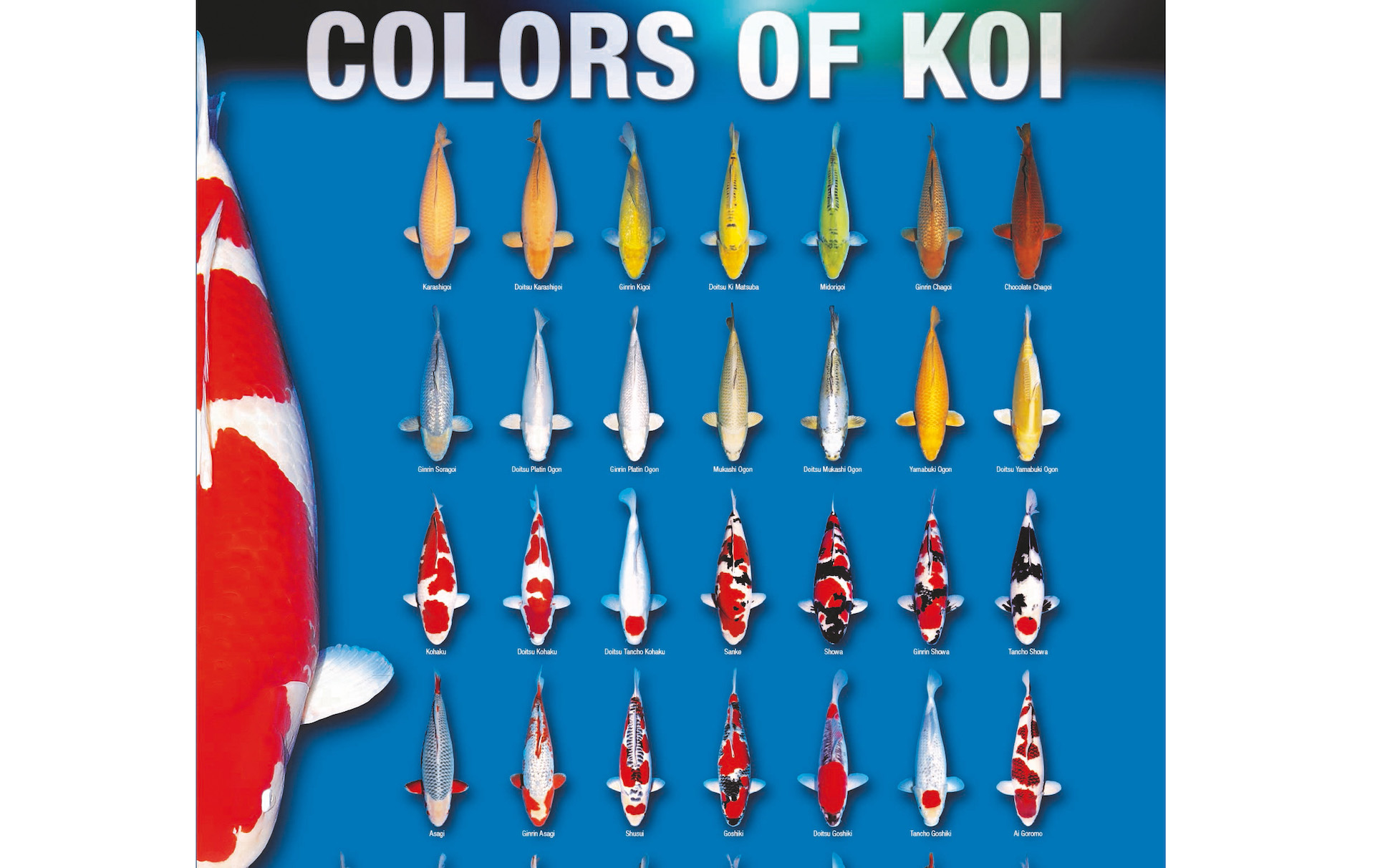 Überblick behalten__Koi-Poster zeigt beliebte Farbvarianten