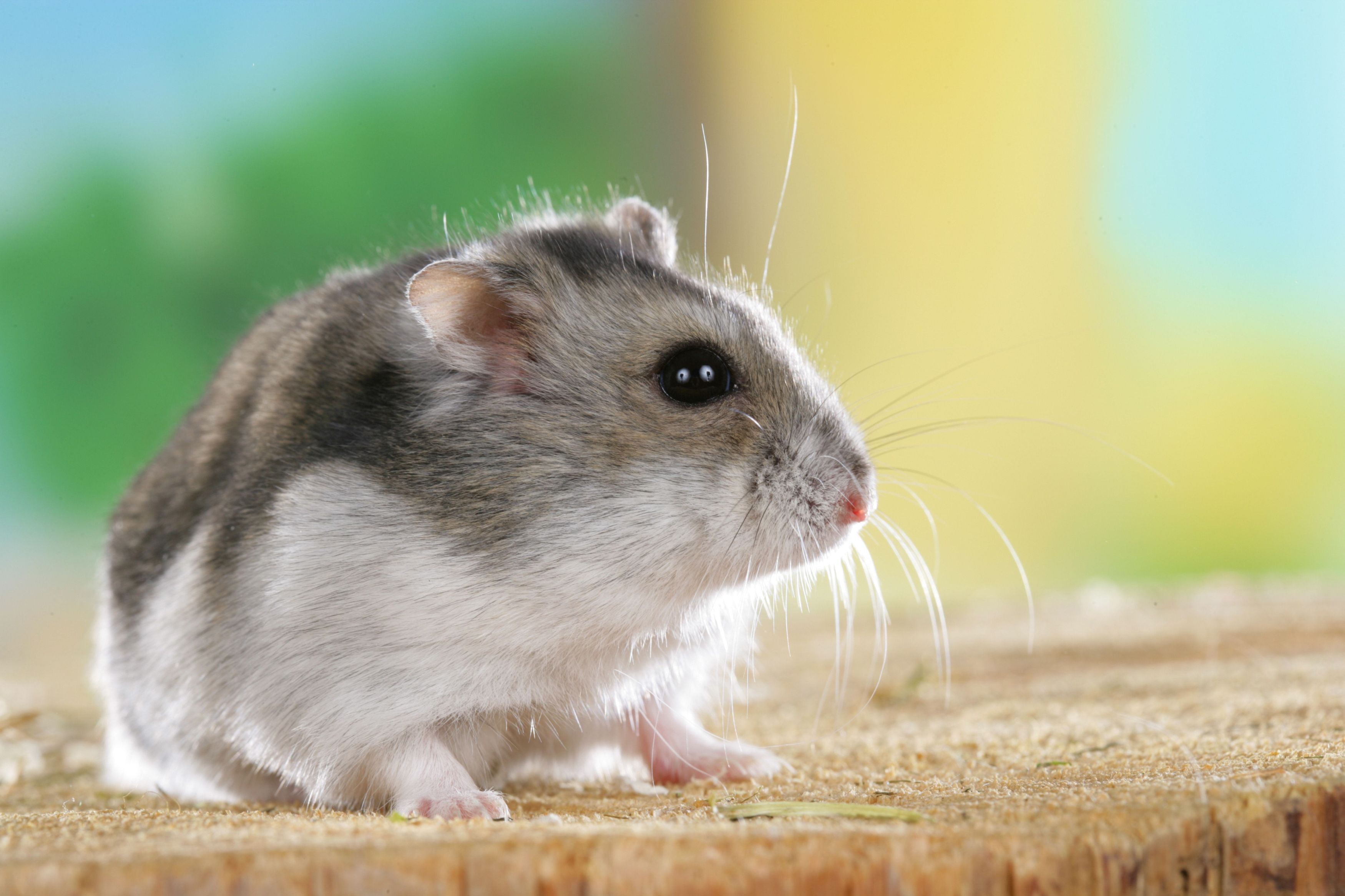 Narkose für Kleintiere – so klappt die Operation am Hamster