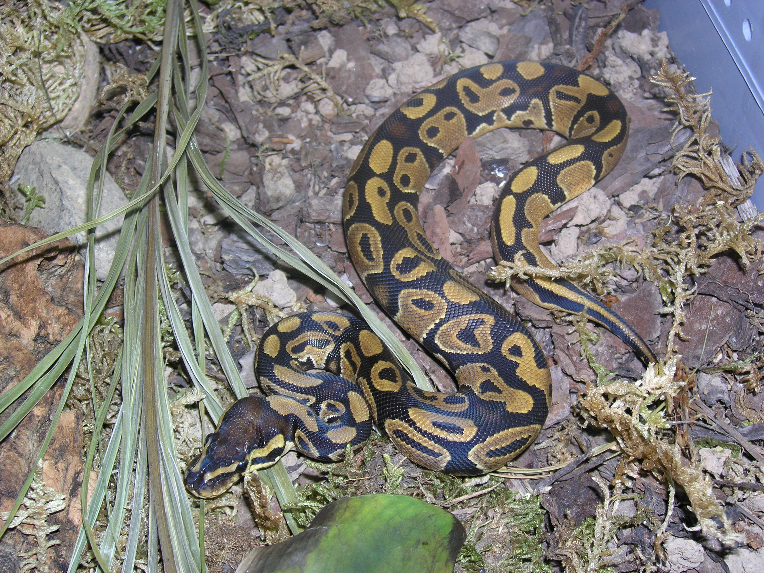 Gefahr durch Würgeschlangen