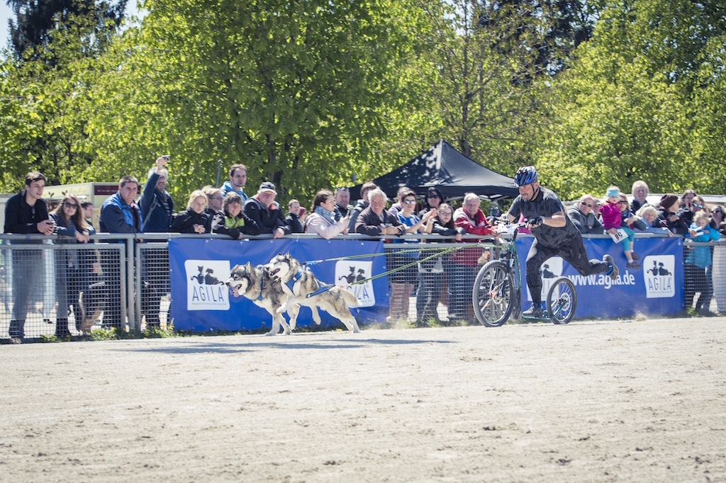 Im Trend: Zughundesport begeistert | ZZA Online
