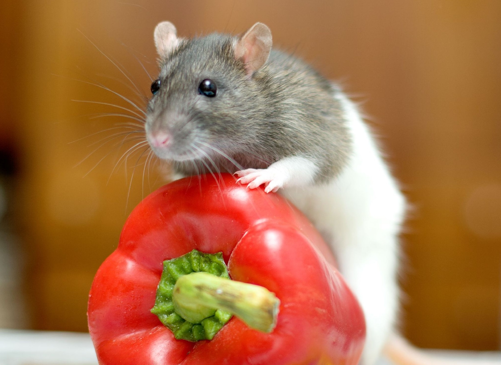 Farbratte: Intelligent, neugierig, verspielt und zutraulich