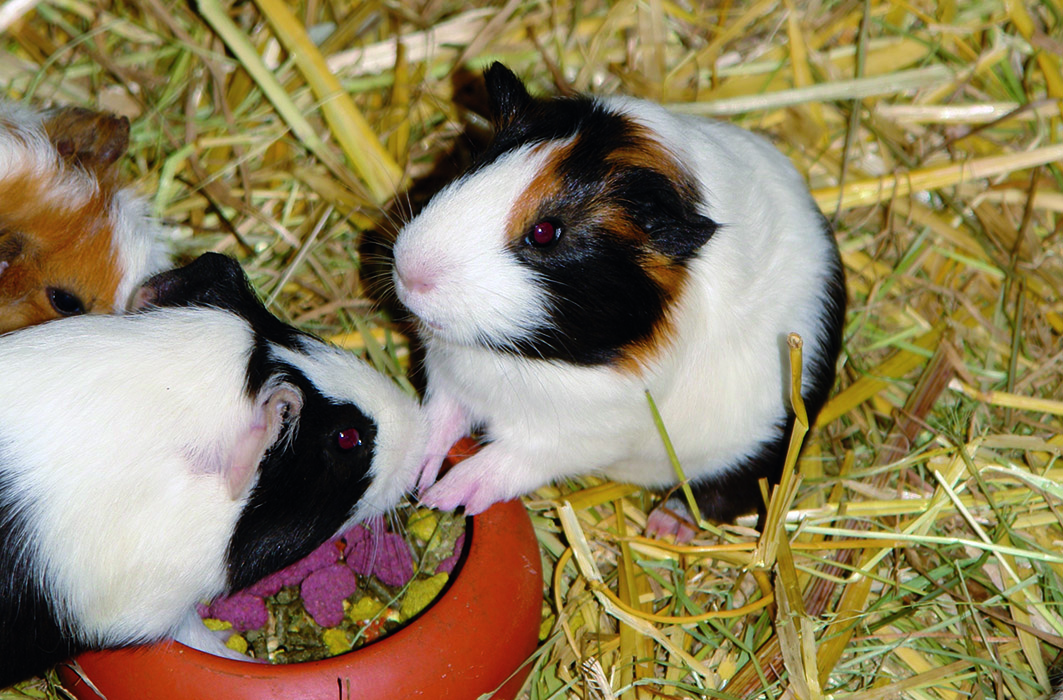 Tiere helfen Menschen__Meerschweinchen als Therapietiere