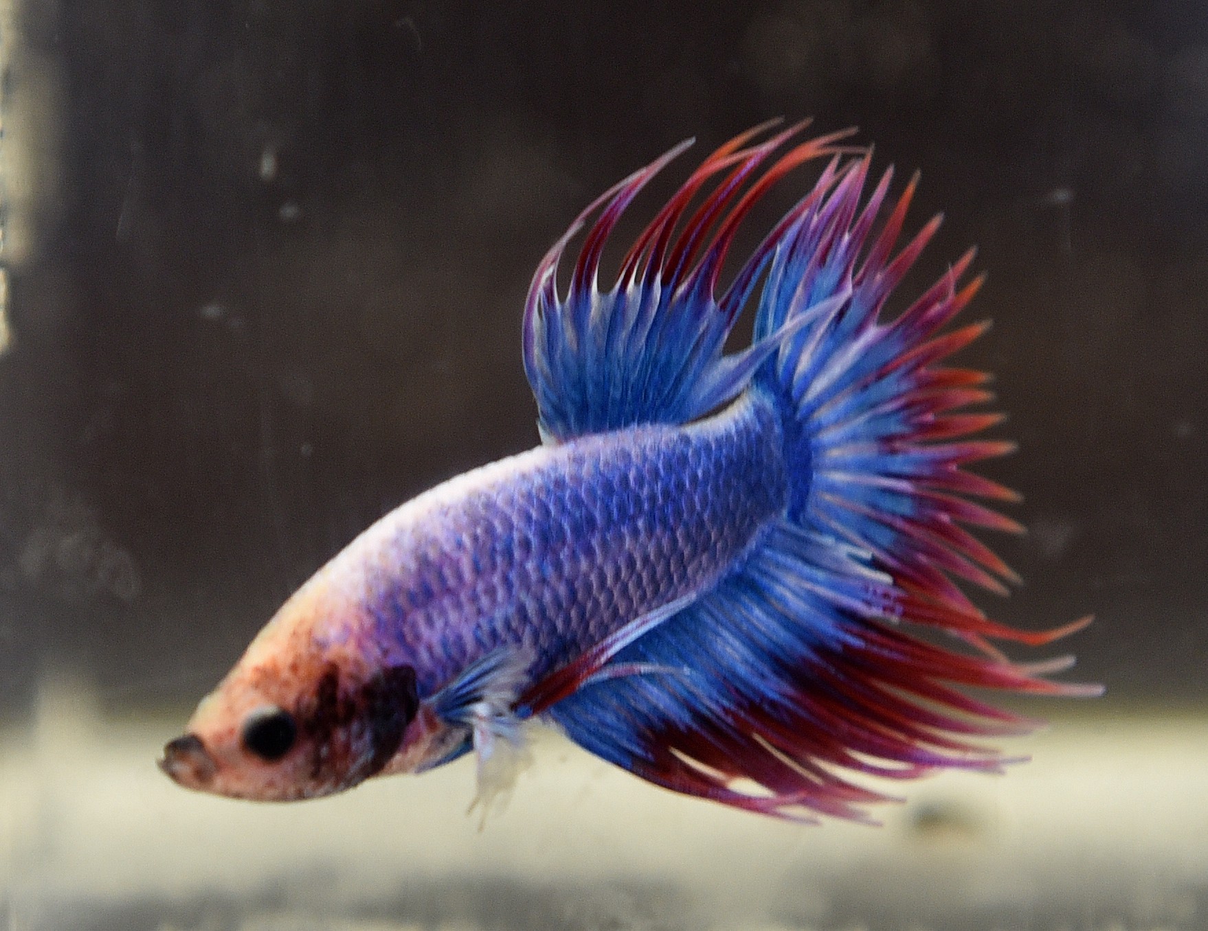 Aqua-Fisch 2016__Szenetreff im Dreiländerdreieck am Bodensee